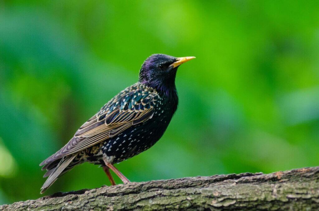 A Guide to Common Backyard Birds in Florida • Authentic Florida