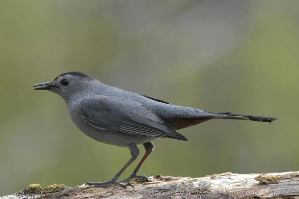 A Guide to Common Backyard Birds in Florida • Authentic Florida