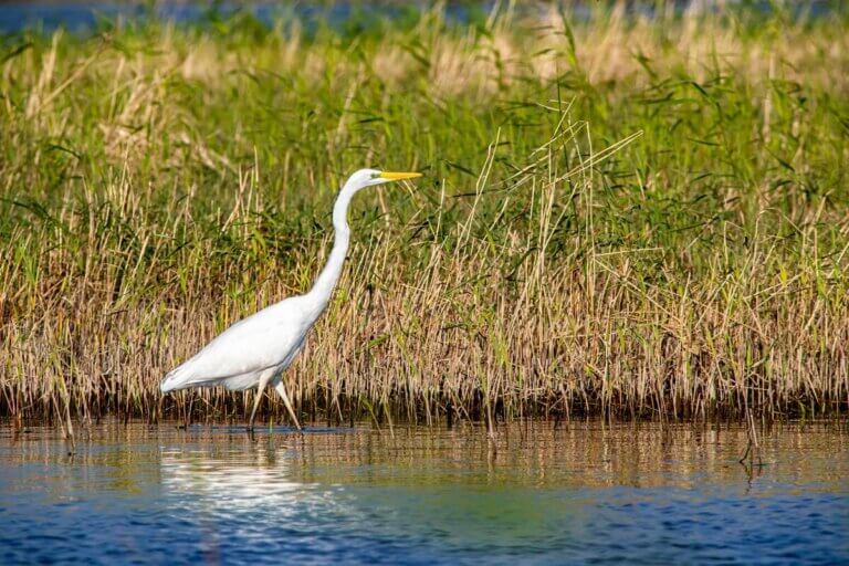 A Guide to Common Backyard Birds in Florida • Authentic Florida