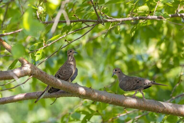 A Guide to Common Backyard Birds in Florida • Authentic Florida