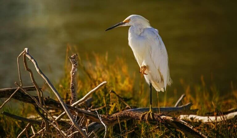 A Guide to Common Backyard Birds in Florida • Authentic Florida