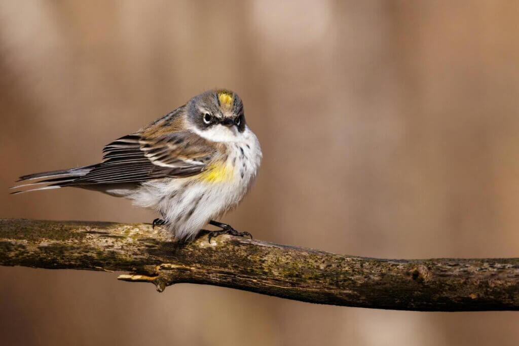 A Guide to Common Backyard Birds in Florida • Authentic Florida