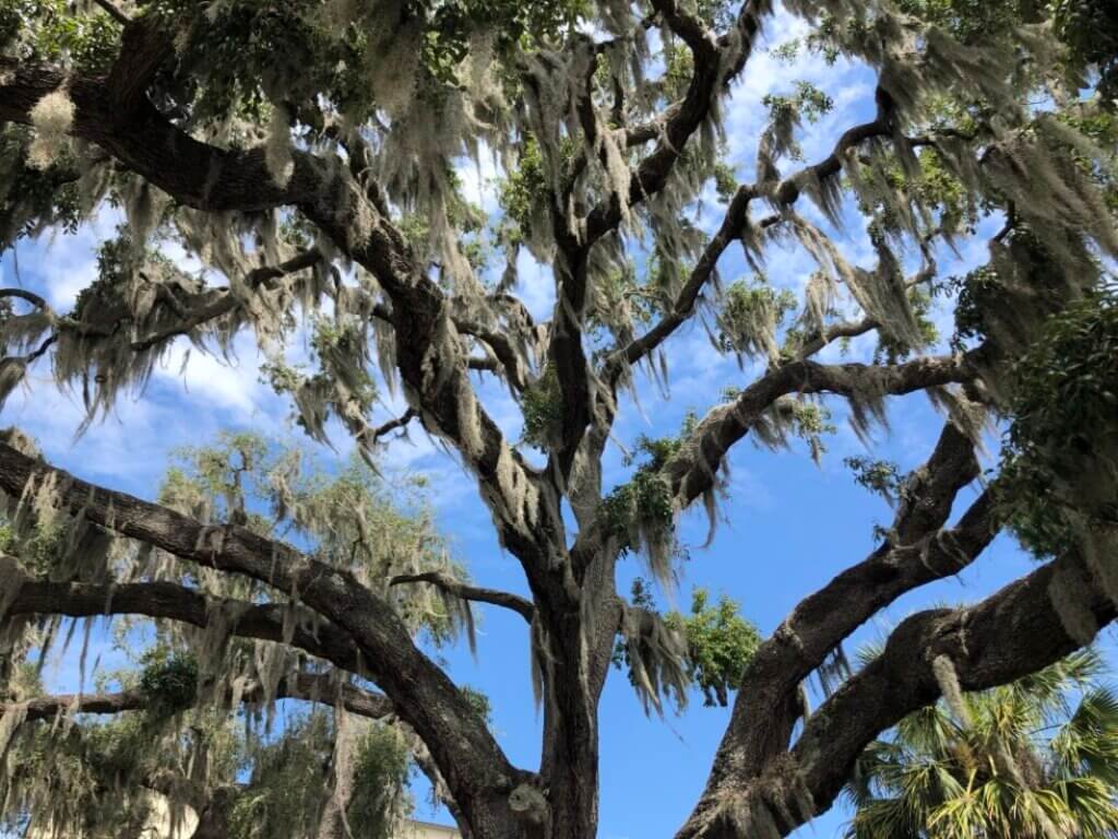 The 7 Best Things to Do in Bartow, Florida (2025) • Authentic Florida