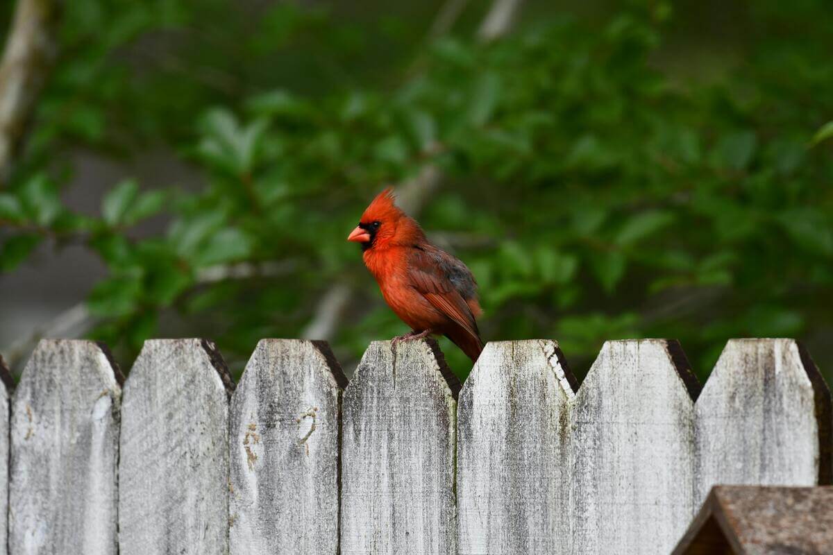 A Guide to Common Backyard Birds in Florida • Authentic Florida