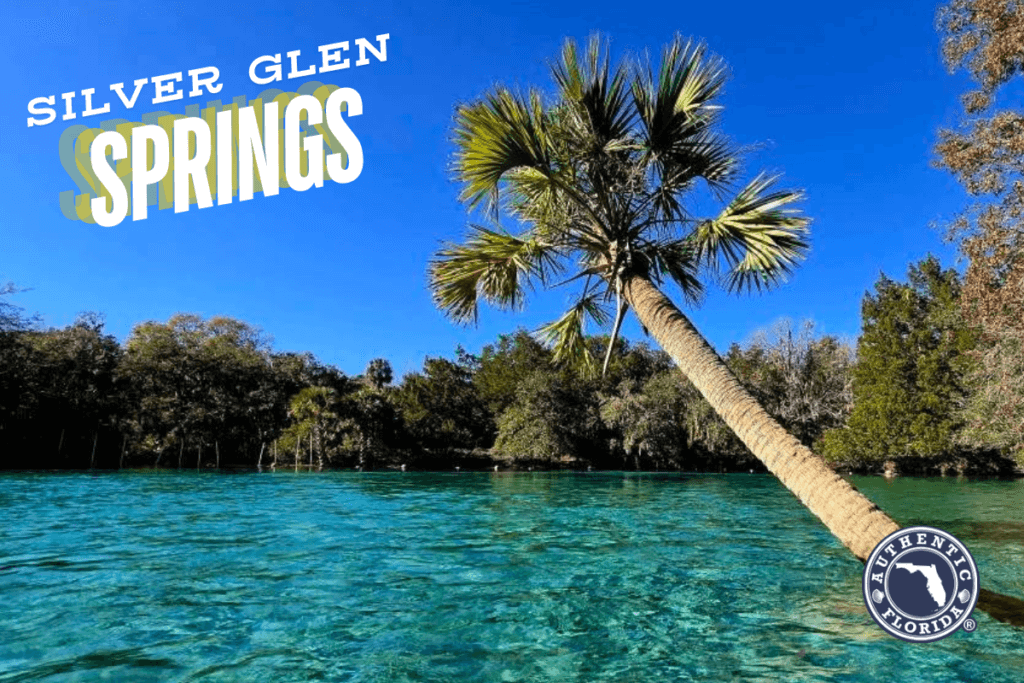 Silver Glen Springs Recreation Area + Nearby Things to Do • Authentic ...