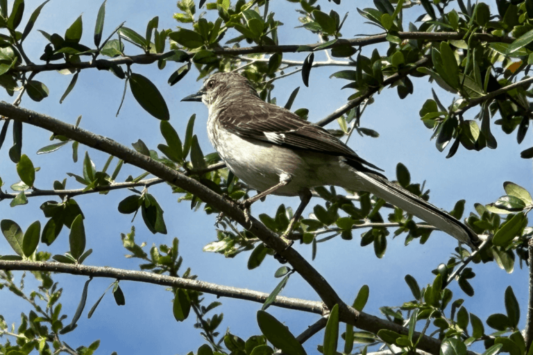 A Guide to Common Backyard Birds in Florida • Authentic Florida