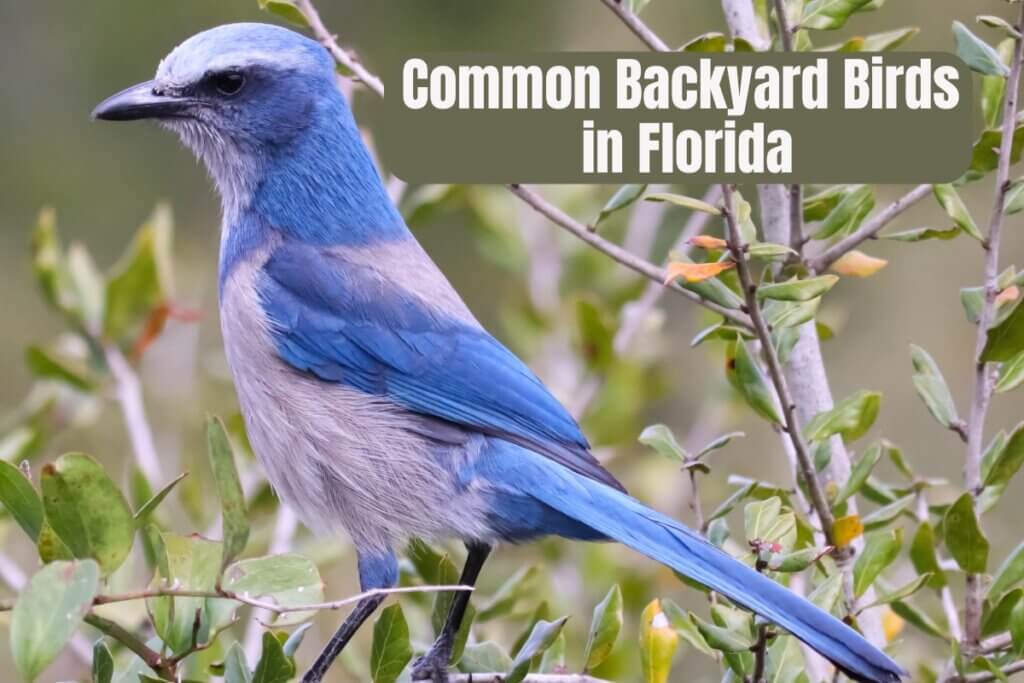A Guide to Common Backyard Birds in Florida • Authentic Florida