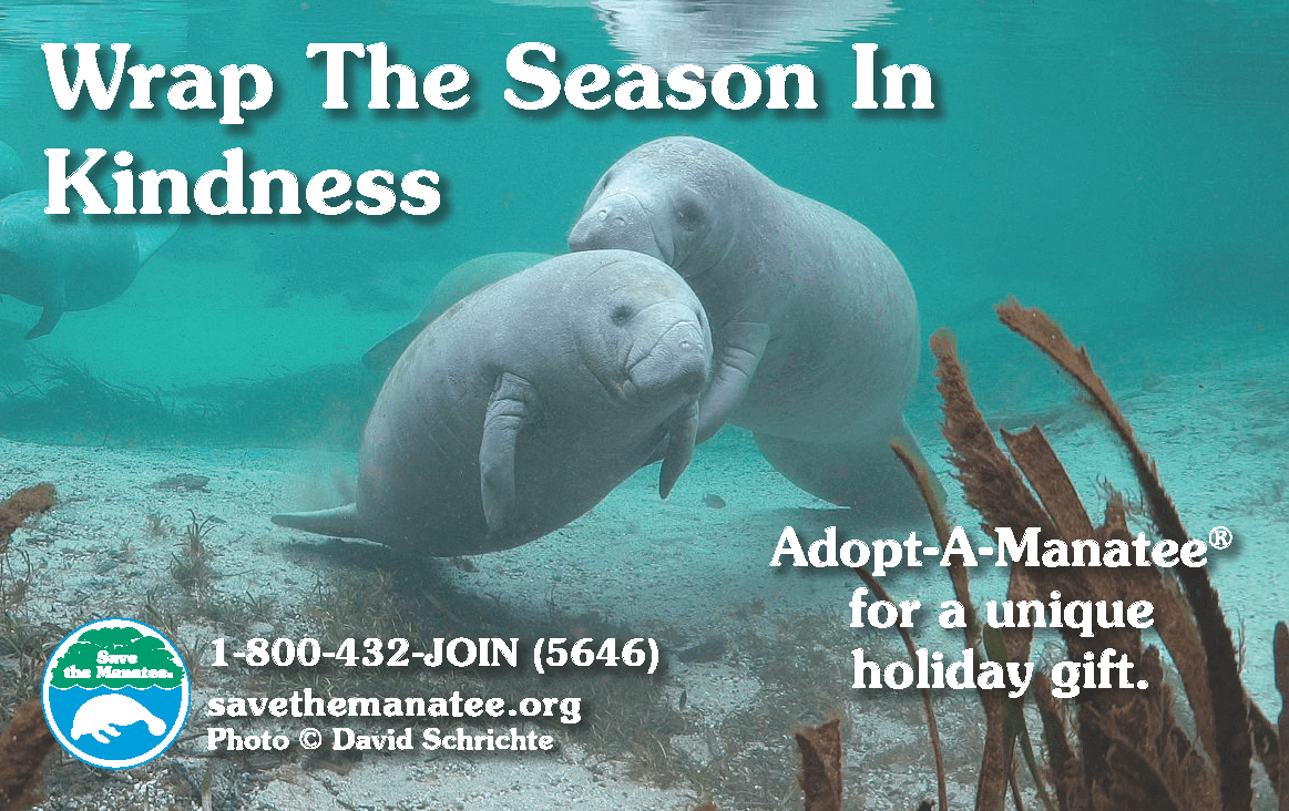 November is Manatee Awareness Month! • AuthenticFlorida.com