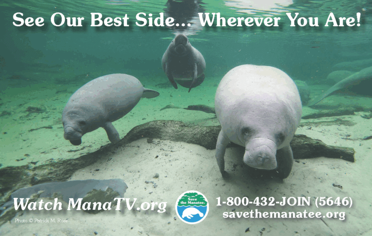 November is Manatee Awareness Month! • AuthenticFlorida.com