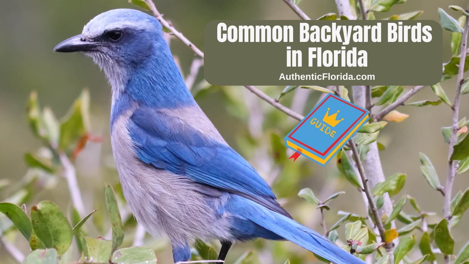 A Guide to Common Backyard Birds in Florida • Authentic Florida