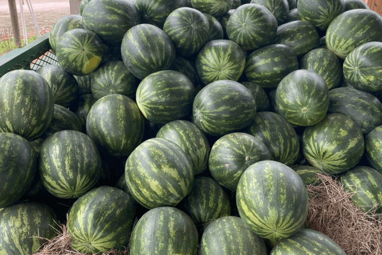 A Slice of Paradise: Watermelon Festivals in Florida • Authentic Florida