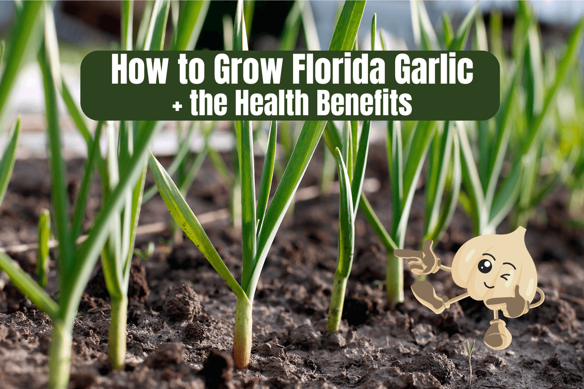 How to Grow Florida Garlic and the Health Benefits • Authentic Florida