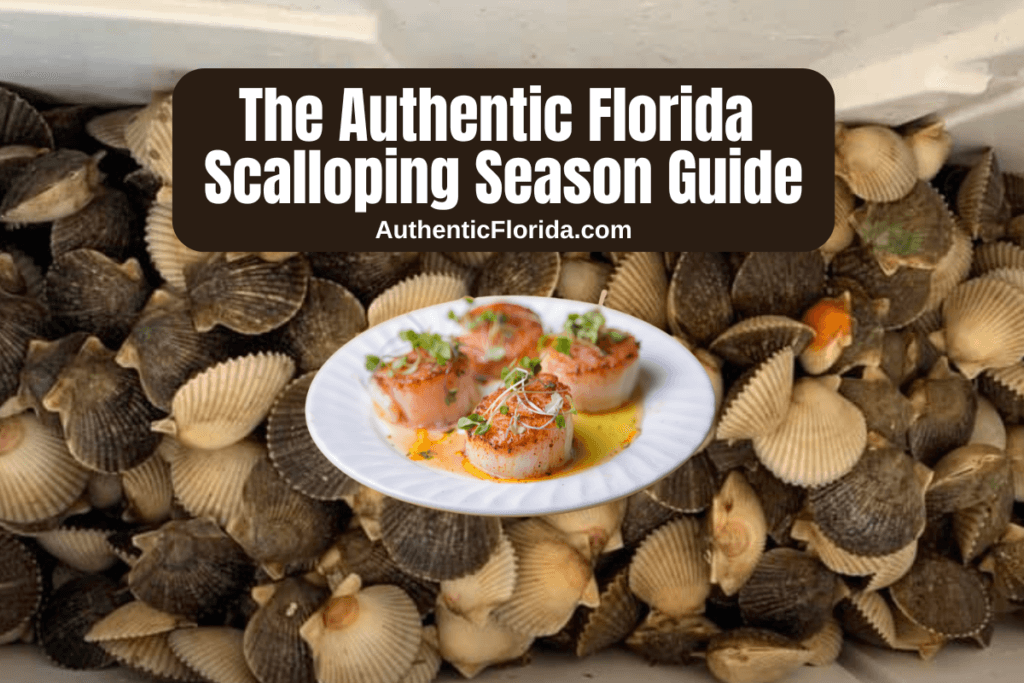 The 2026 Florida Scalloping Season Guide • Authentic Florida